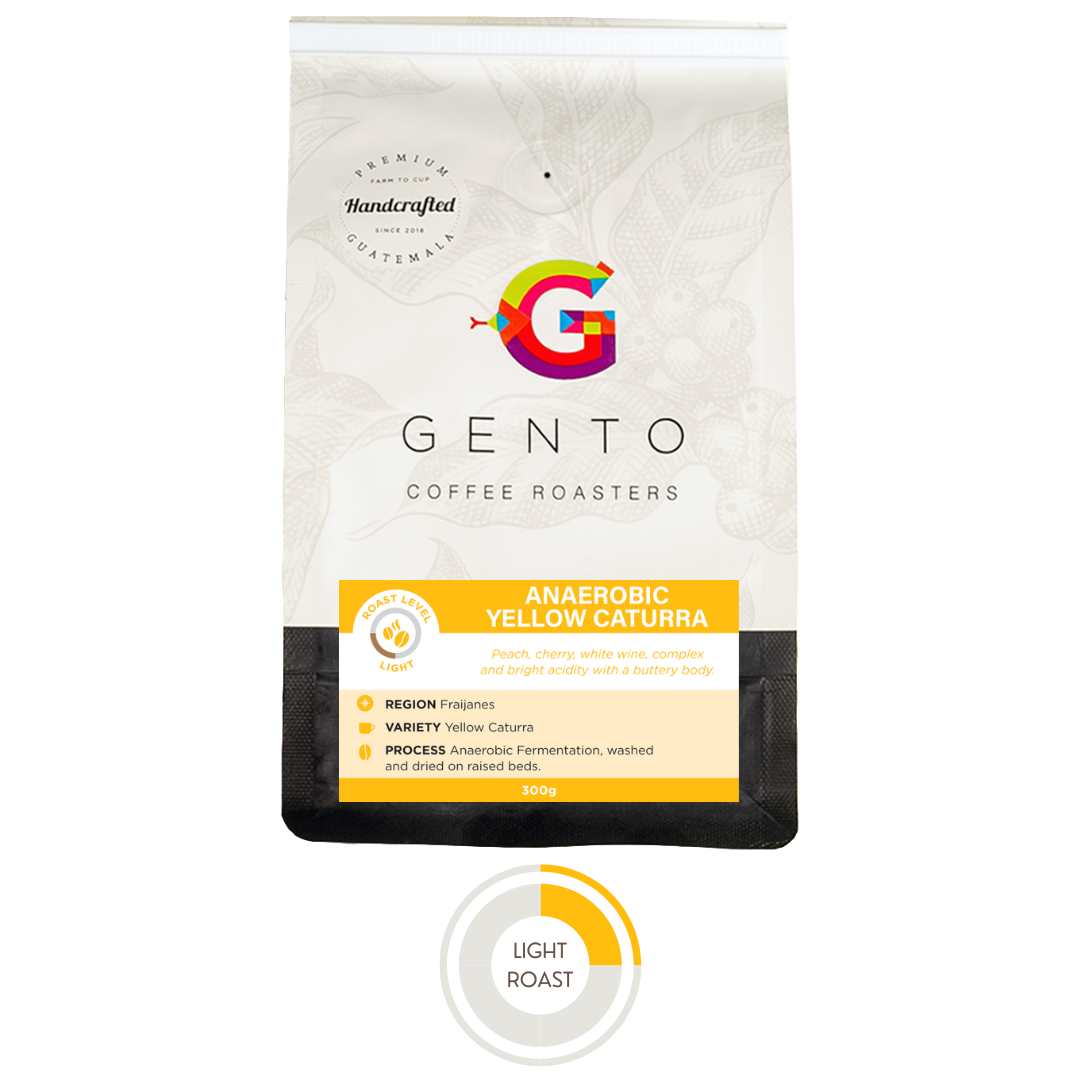 Anaerobic Yellow Caturra – Gento Coffee Roasters