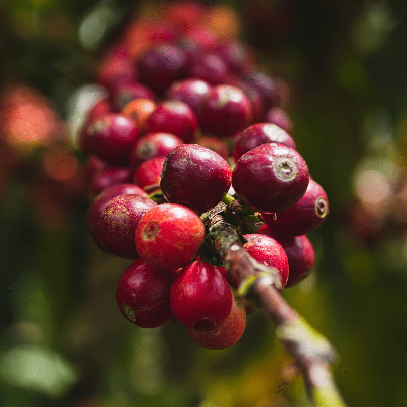 Coffee Varieties Explained: The Ultimate Guide for Curious Sippers and ...